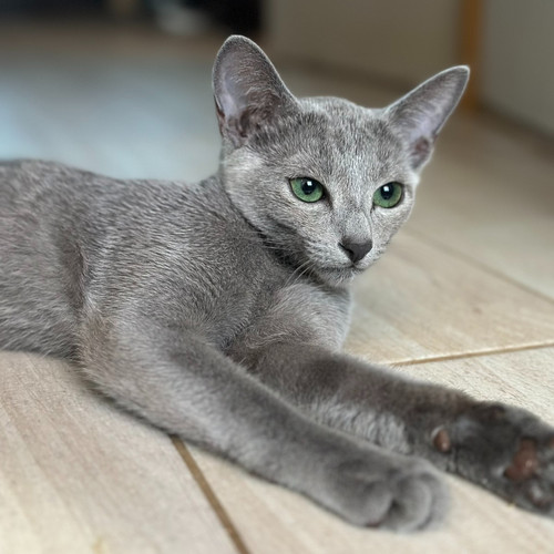 244 Patricia (ML) purebred Russian blue female kitten | Kittens Up