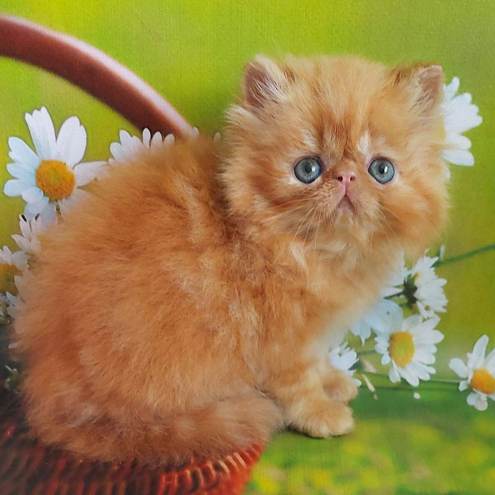 Top-Quality Breeding Cats for Sale - USA's Premier Source