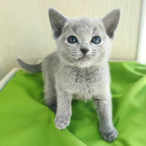 541 Margo (R) purebred Russian blue female kitten | Kittens Up