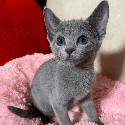 114 Tessa (BL) purebred Russian blue female kitten | Kittens Up