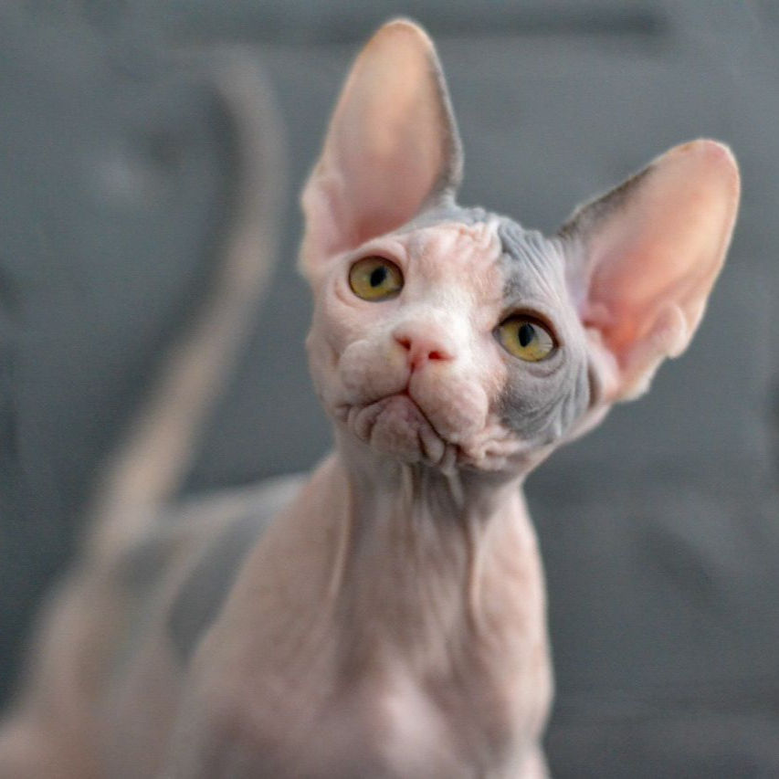 Sphynx Kittens for Sale - Buy Available Sphynx Cats