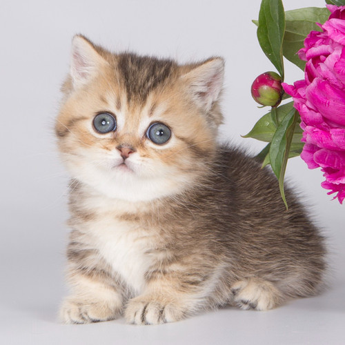 205 Orbey (U) Munchkin shorthair male kitten | Kittens Up