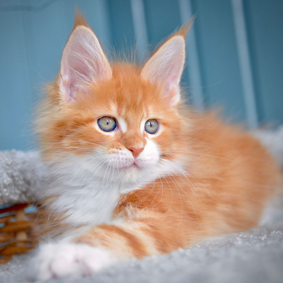 1099 Jazz (R) Maine Coon male kitten | Kittens Up