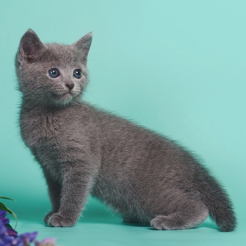 199 Garri (BL) purebred Russian blue male kitten | Kittens Up