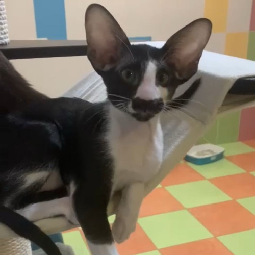 204 Solomon (R) Oriental male kitten | Kittens Up