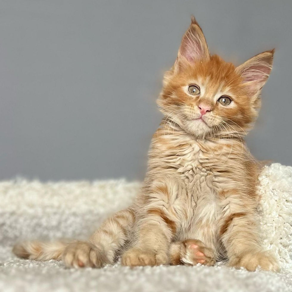 530 Fox (R) Maine Coon male kitten | Kittens Up