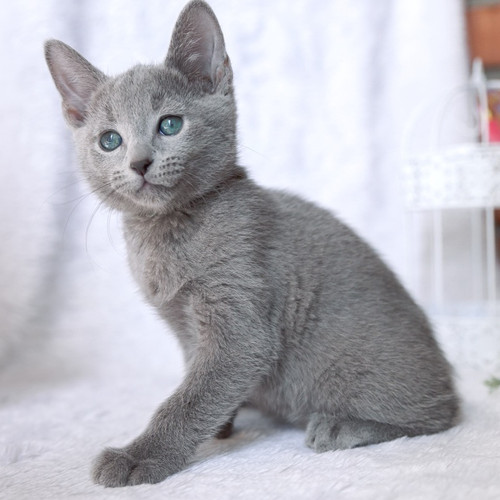 225 Persey (R) purebred Russian blue male kitten | Kittens Up