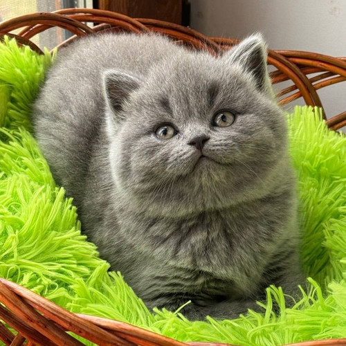 259 Diana (U) British shorthair female kitten | Kittens Up