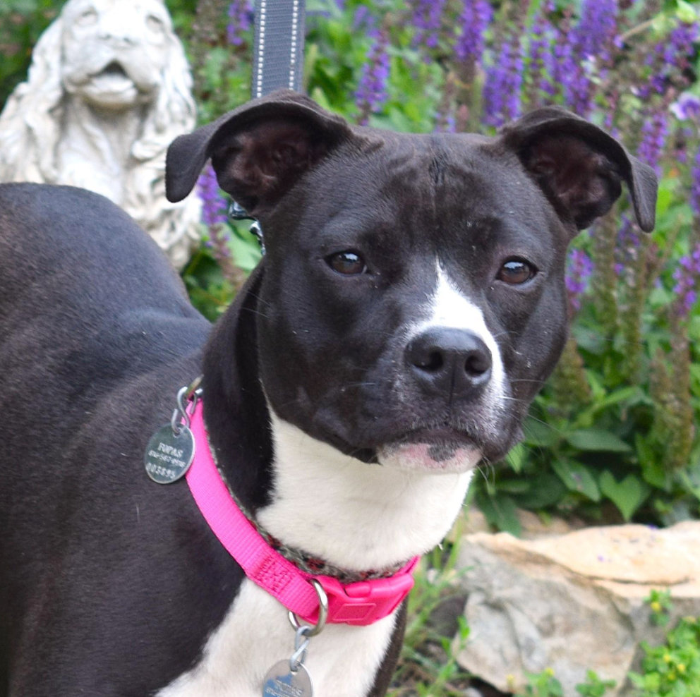 Featured Dog - HANNAH!