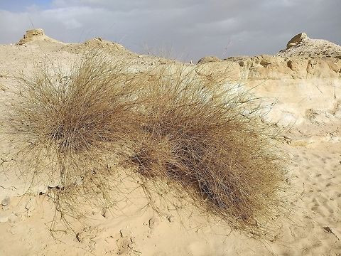 Panicum Turgidum ( Taman Grass ) - 25 Seeds Pack | Tree From Seed