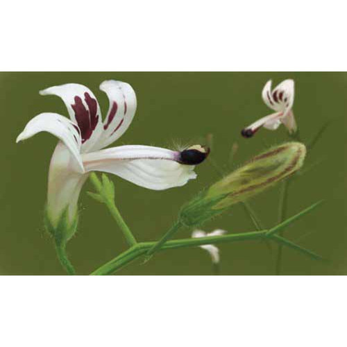 Andrographis Paniculata Kalmegh - 100 Seeds Pack | Tree From Seed