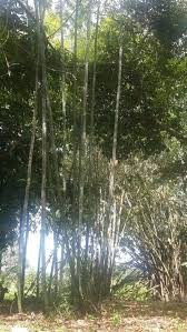 Dendrocalamus Longispathus, Clumping Edible Bamboo - 25 Seeds Pack ...