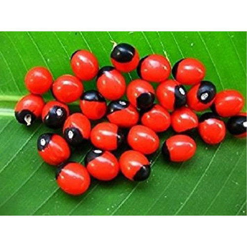 Abrus Precatorius Red , Jequirity - 50 Seeds Pack | Tree From Seed