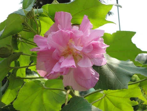 Hibiscus mutabilis, Confederate Rose - 25 Seeds Pack | Tree From Seed