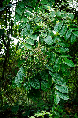 Zanthoxylum Rhetsa (Indian Prickly Ash) - 15 Seeds Pack | Tree From Seed