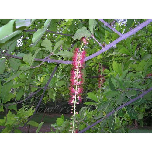 Barringtonia Acutangula, Indian Oak - 50 Seeds | Tree From Seed