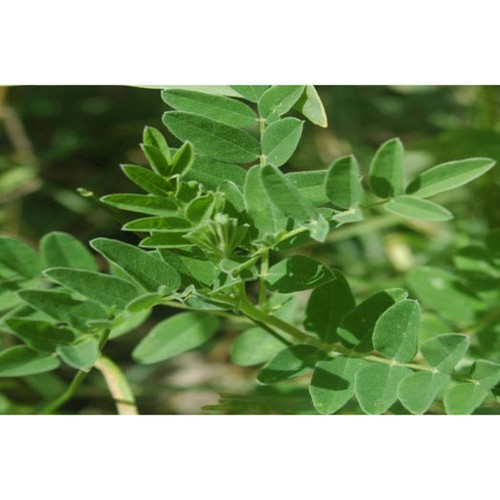 Astragalus Membranaceus, Milk Vetch - 50 Seeds Pack | Tree From Seed