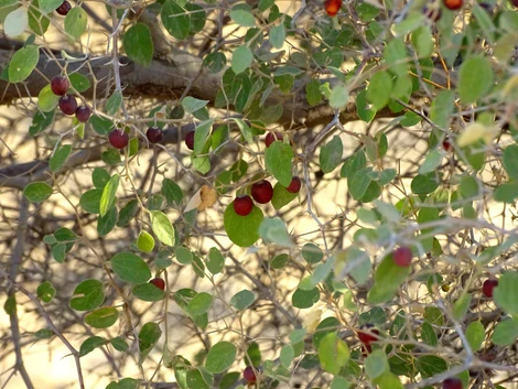 Zizyphus Nummularia ( Jhar Beri ) 10 Seeds Pack | Tree From Seed