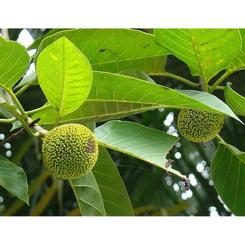 Anthocephalus Cadamba, Kadam Tree- 100 Seeds | Tree From Seed