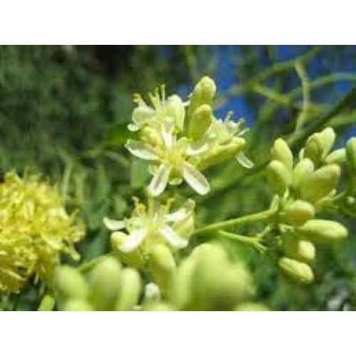 Moringa Oleifera , Sahijan - 50 Seeds Packs | Tree From Seed
