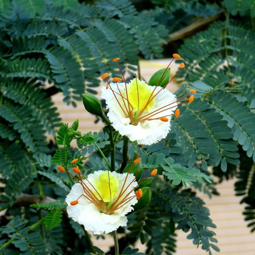 Delonix Decaryi ( Bottle Tree ) - 5 Seeds Pack | Tree From Seed