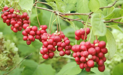 Schisandra Chinensis, Five Flavor Berry - 25 Seeds | Tree From Seed