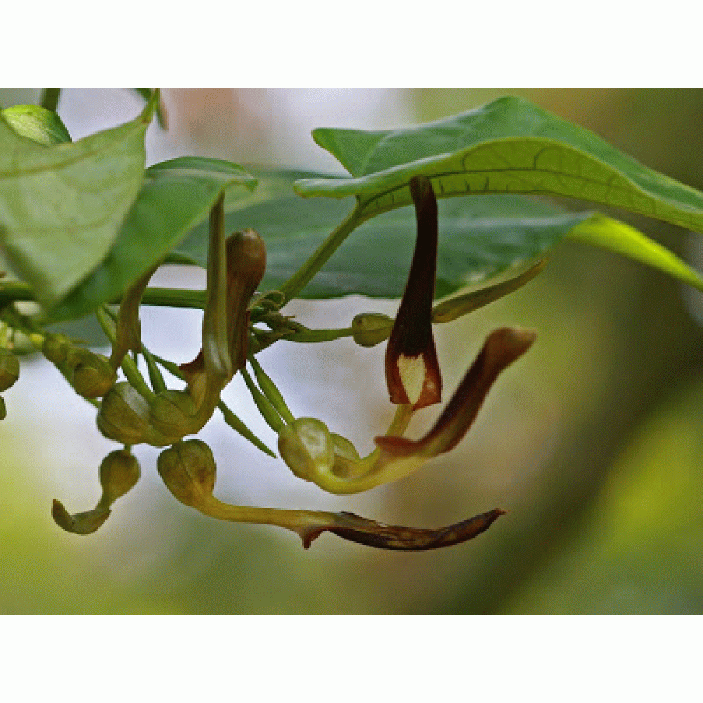 Aristolochi Tagala, Indian Birthwort- 50 Seeds | Tree From Seed