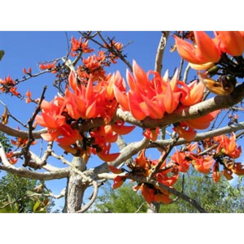 Butea Monosperma , Flame Of The Forest - 25 Seeds | Tree From Seed