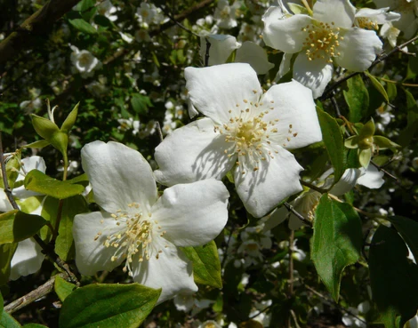 Philadelphus Brachybotrys - 10 Seeds Pack | Tree From Seed