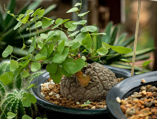 Dioscorea Elephantipes ( Elephants Foot ) - 10 Seeds Pack | Tree From Seed