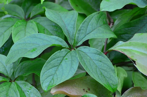 Dioscorea Pentaphylla - Five Leaf Yam - 10 Seeds Pack | Tree From Seed