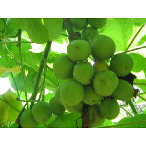 Jatropha Curcus - 50 Seeds Pack | Tree From Seed
