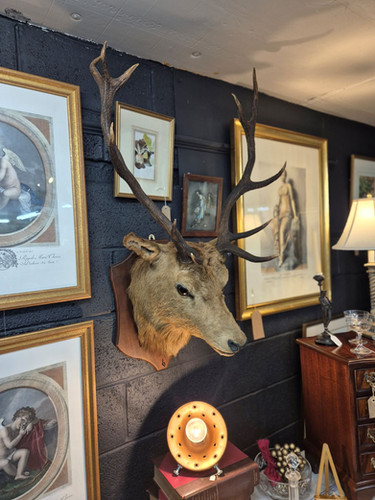 Vintage 11 Point Stags Head Taxidermy | tall-trees