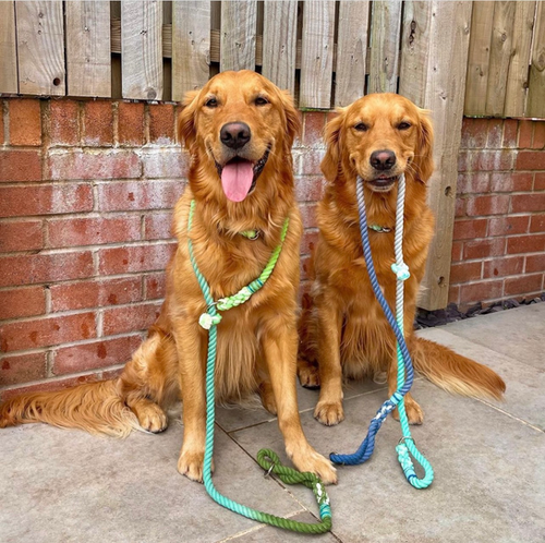 Design Your Own Rope Slip Lead | RopeDesignsFourPaws