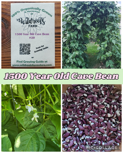 Bean - 1500 Year Old Cave Bean Seeds | Wildroots Farm Store