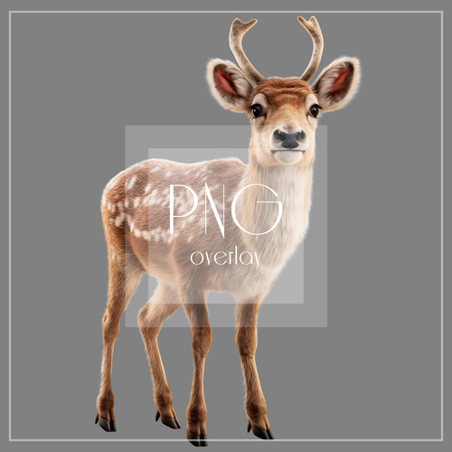 Baby Reindeer Overlay | Amanda Colgan