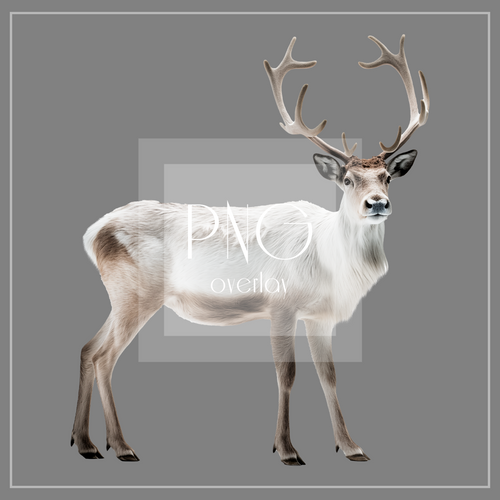 Reindeer 4 Overlay | Amanda Colgan