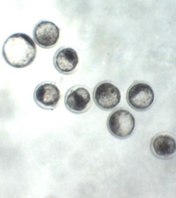 Sheep and Goat | Dynamic Concept Serv