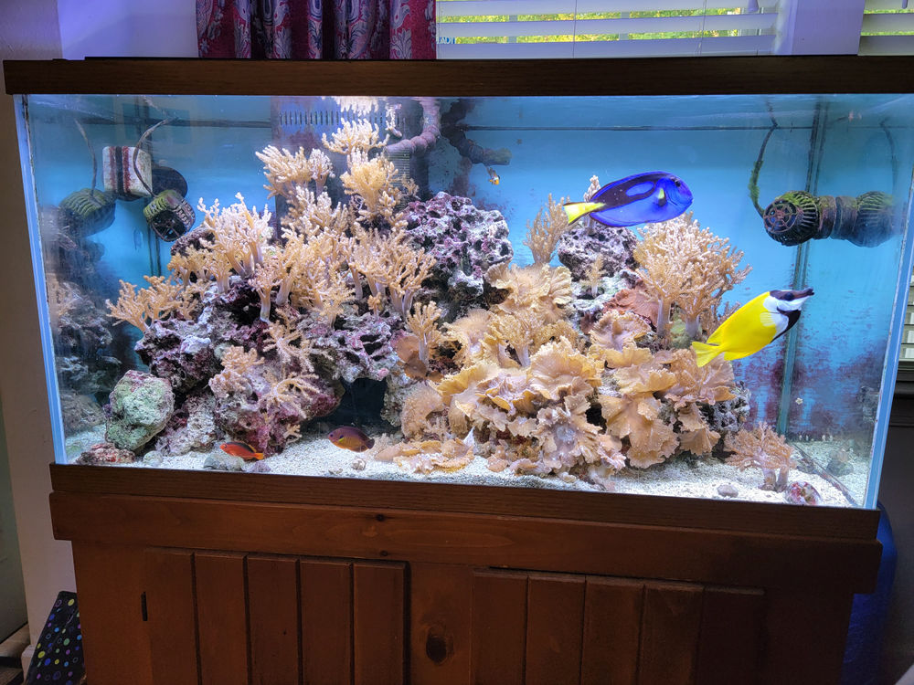 For Sale - 90 Gallon Saltwater Tank - $900 | JRAS