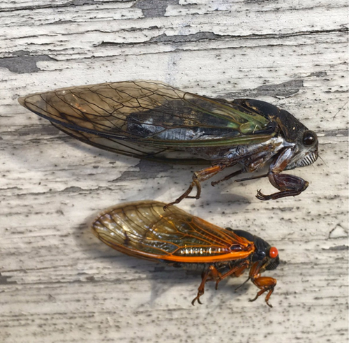 Arrival of the Cicadas | Reach Every Voice