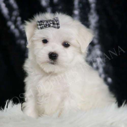 Denzil 🩵 AKC Maltese -Boy | Posh Puppies Indiana