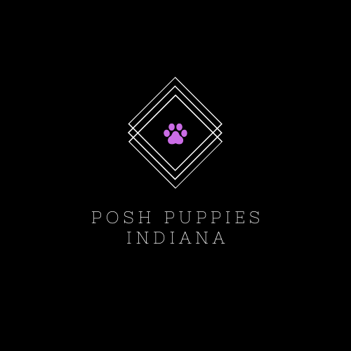 Posh Puppies Indiana | Puppies for Sale | Indiana Puppy Breeder Posh Puppies Indiana | Puppies for Sale | Indiana Puppy Breeder
