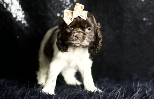 Sweetie Belle 💖 AKC Cocker Spaniel- Girl | Posh Puppies Indiana