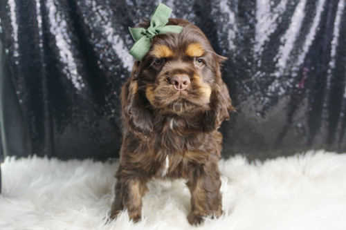 Bentley🩵 AKC Champion lines Cocker Spaniel- Boy | Posh Puppies Indiana