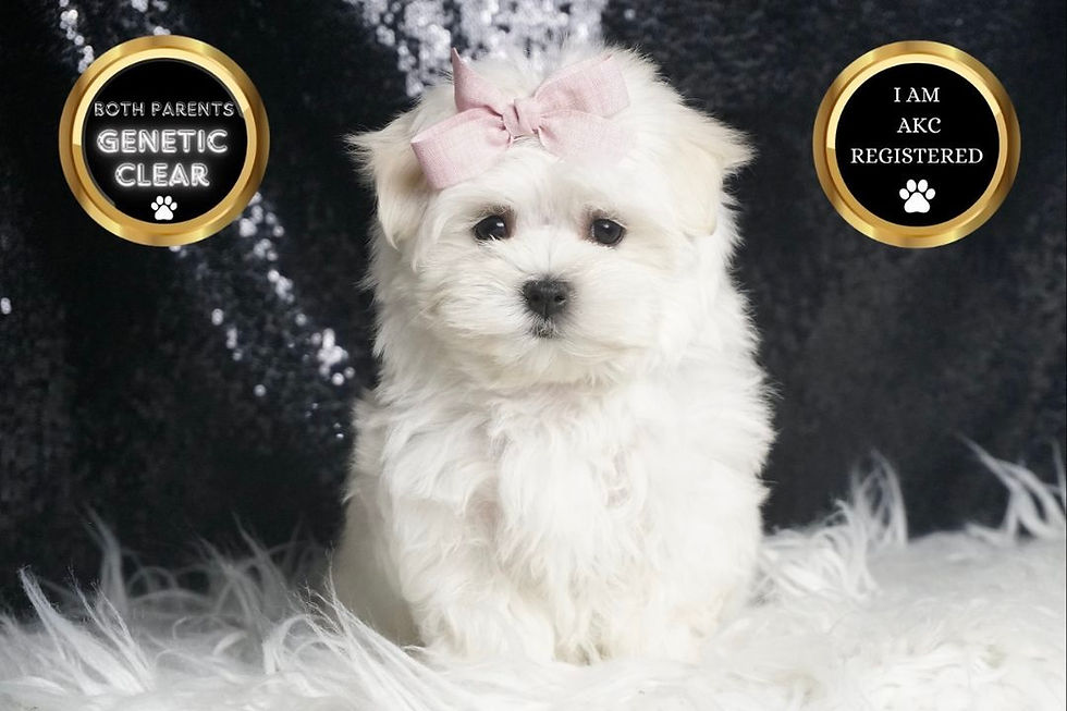 Maltese | Posh Puppies Indiana