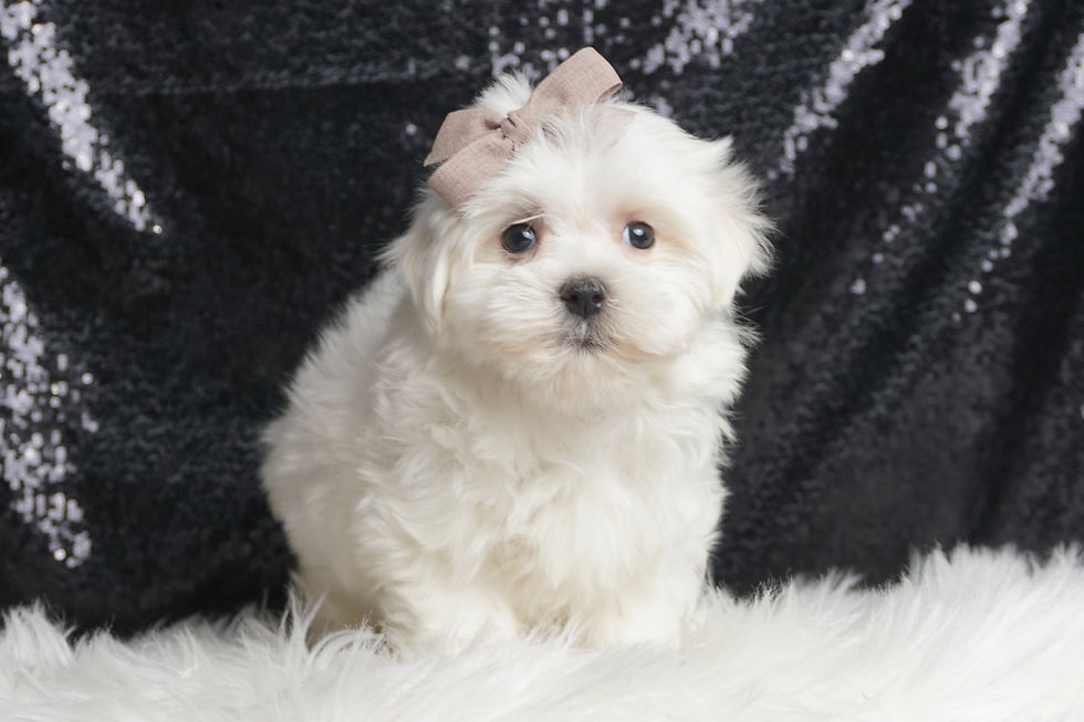 Maltese | Posh Puppies Indiana