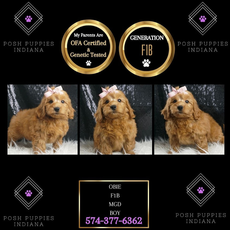 Miniature Goldendoodle | Posh Puppies Indiana