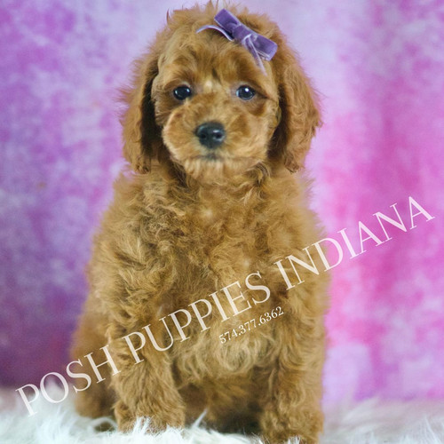 Rosie Roo 💖 UABR Poodle - Girl | Posh Puppies Indiana