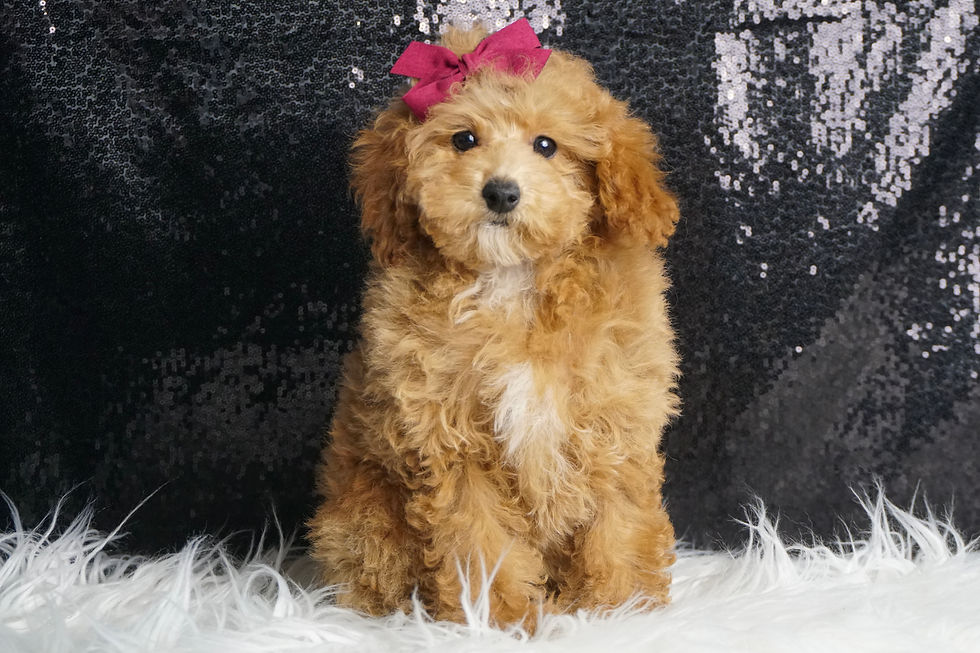 toy-miniature-poodle-posh-puppies-indiana