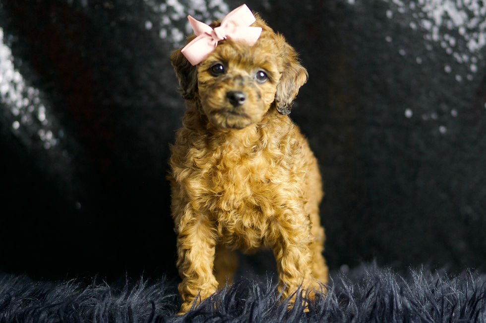Toy & Miniature Poodle | Posh Puppies Indiana